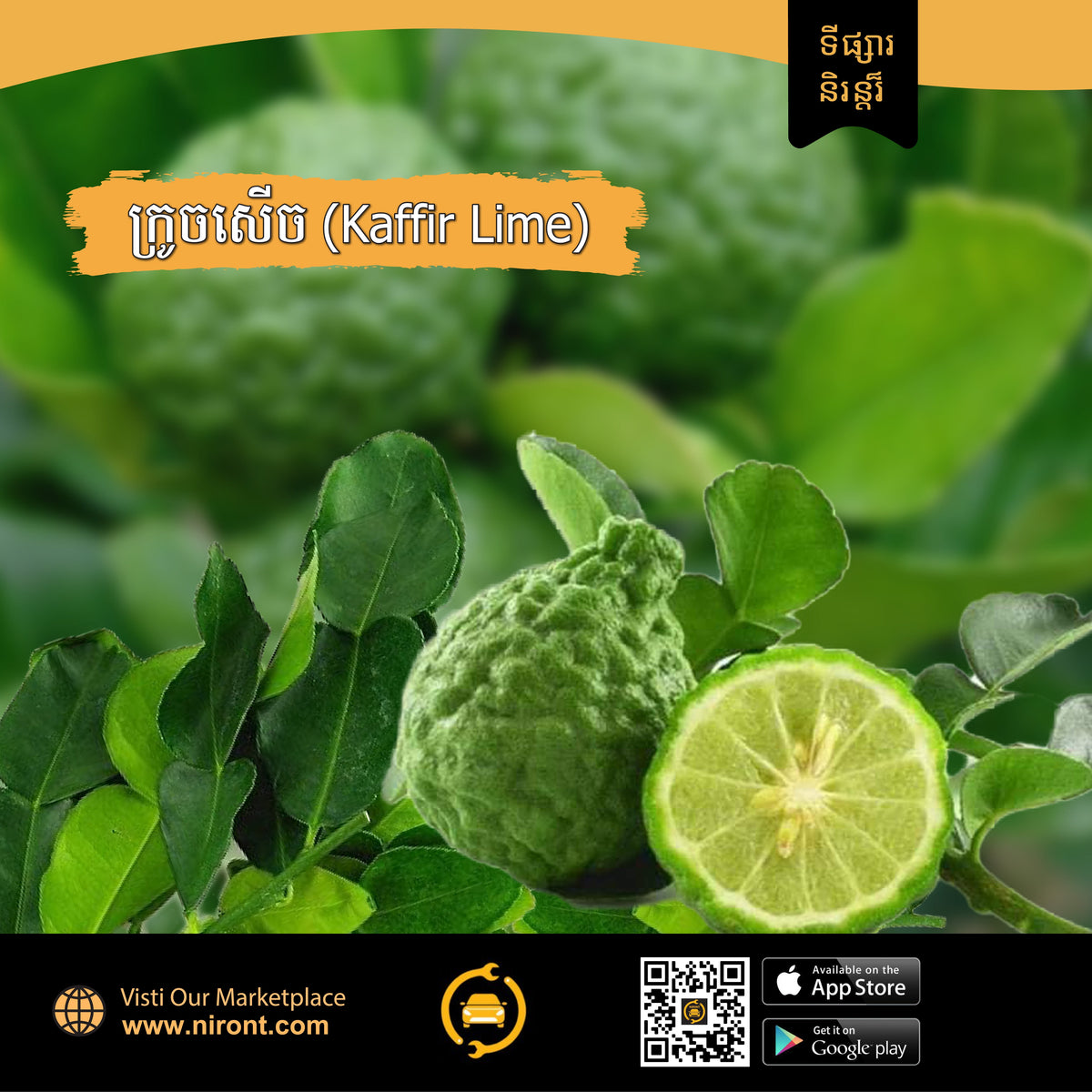 ក្រូចសើច Kaffir Lime 100kg - Agriculture – NIRONT Marketplace